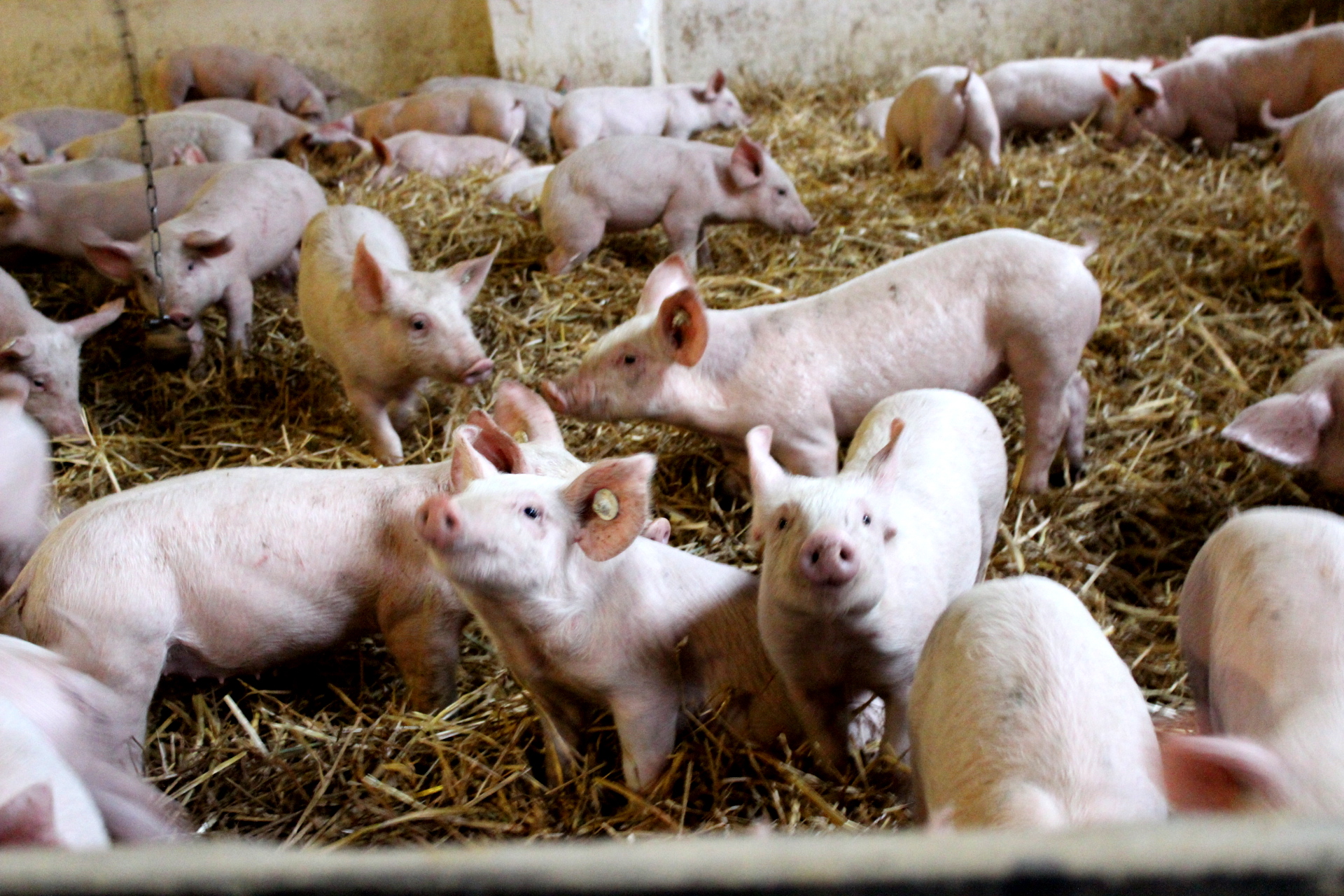 MICROSCHWEIN MORITZ HAT ECHT SCHWEIN GEHABT!
